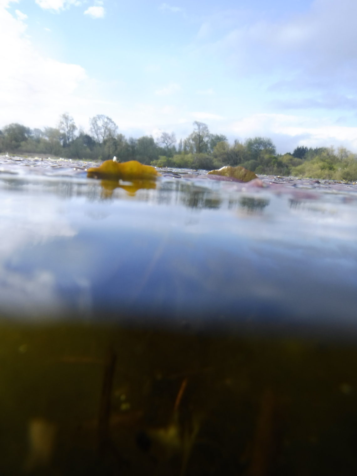 Algae of Duddingston Loch, Edinburgh – Modelling the physics and ...