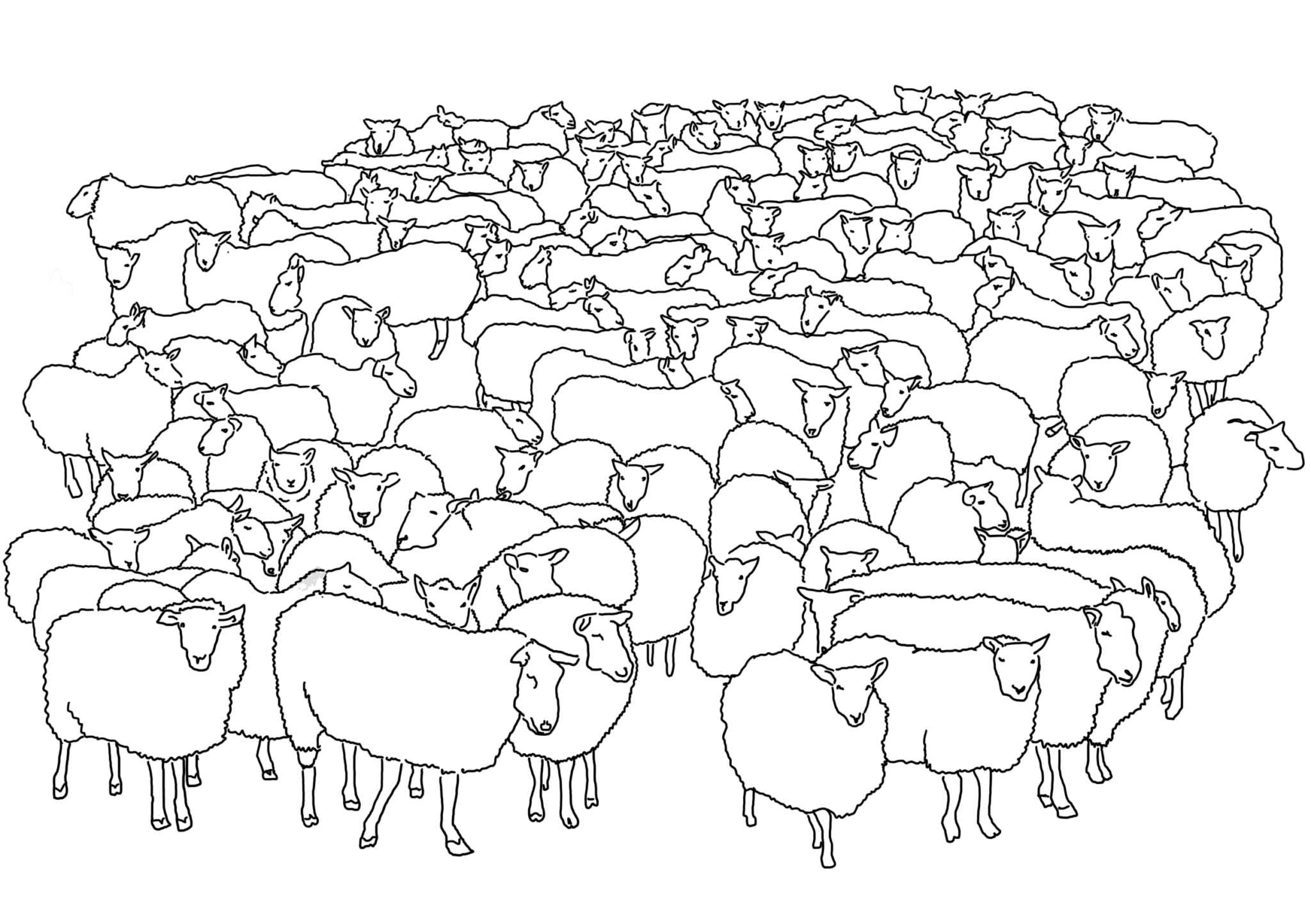 Flock of sheep illustration – Colouring books blog