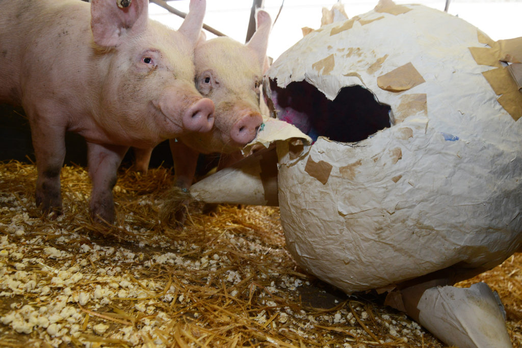 Origins – Equity for Pigs