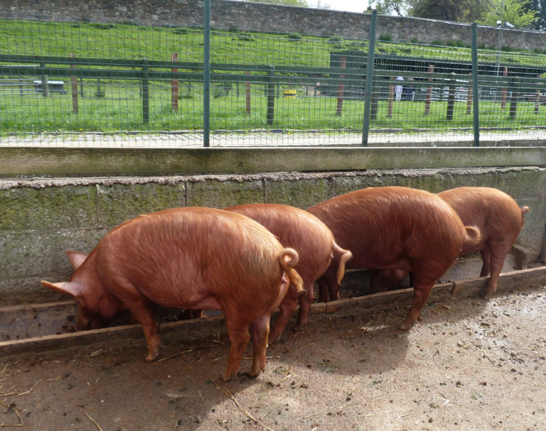 Origins – Equity for Pigs