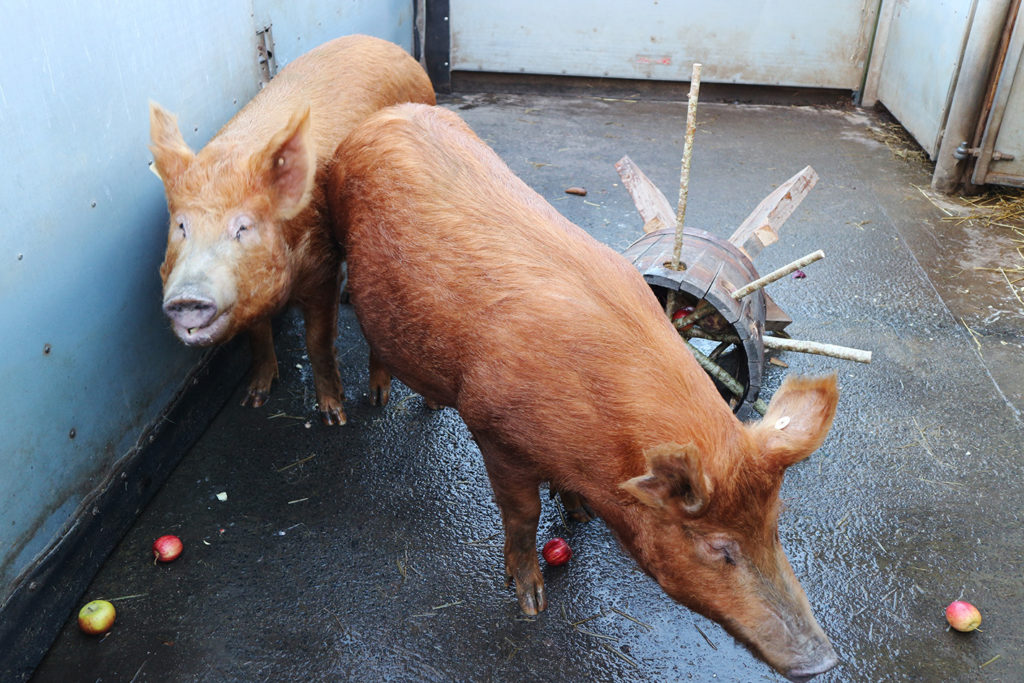 Two Kerplunks and several fly pigs – Equity for Pigs