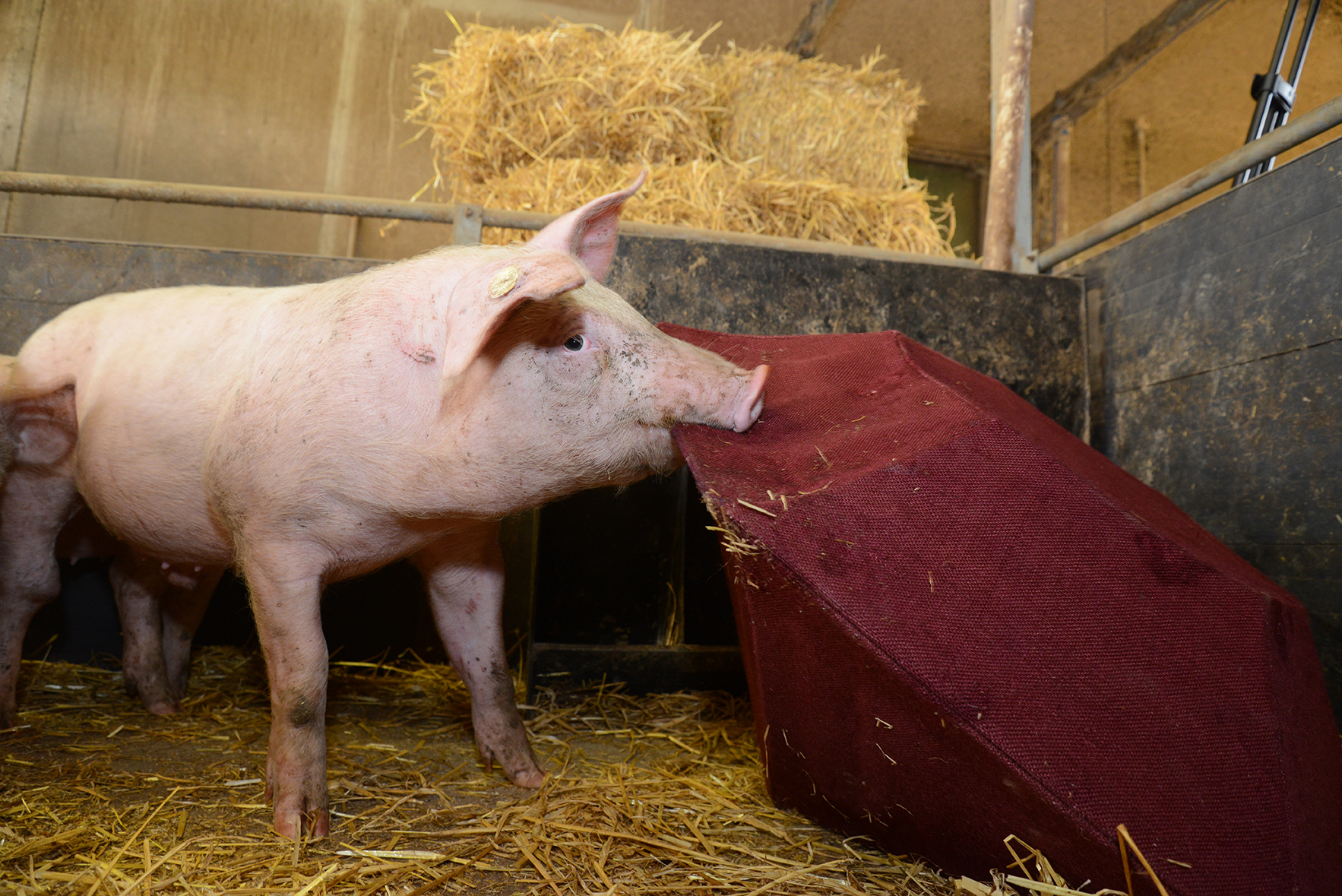 About us – Equity for Pigs