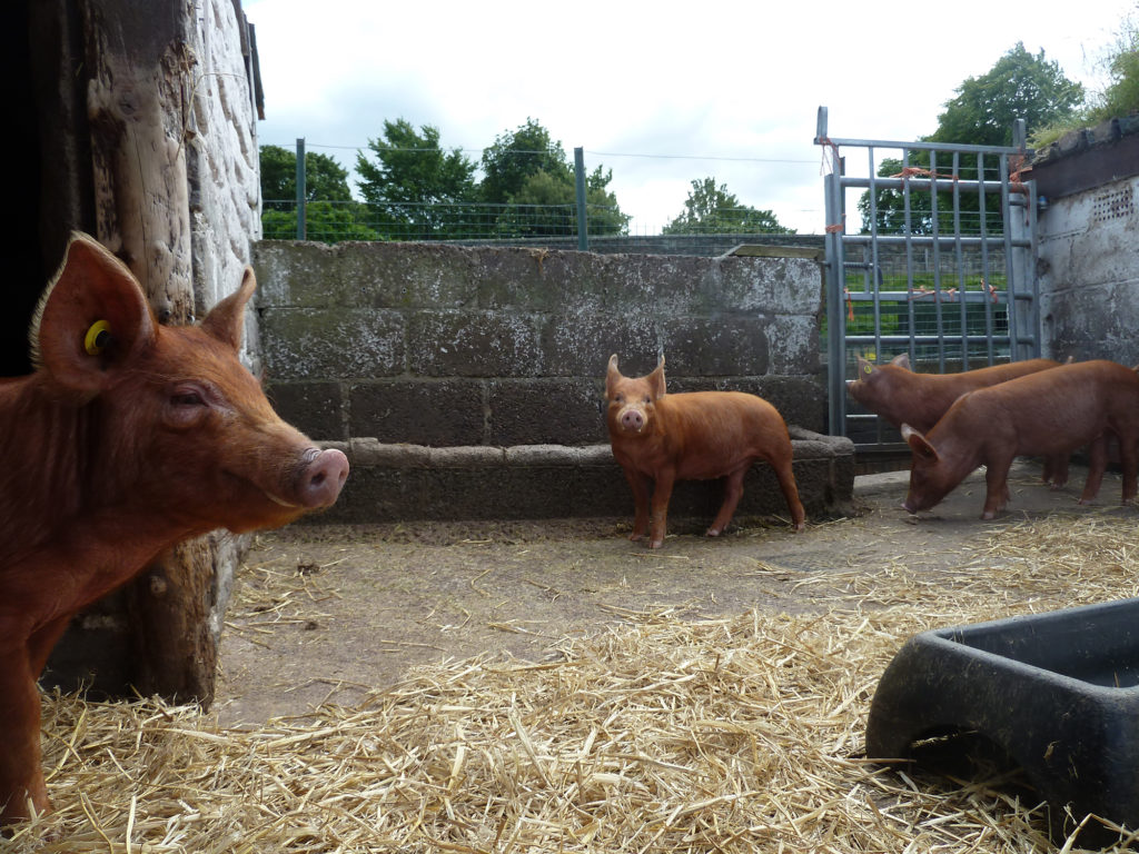 Gorgie Visit – Equity for Pigs