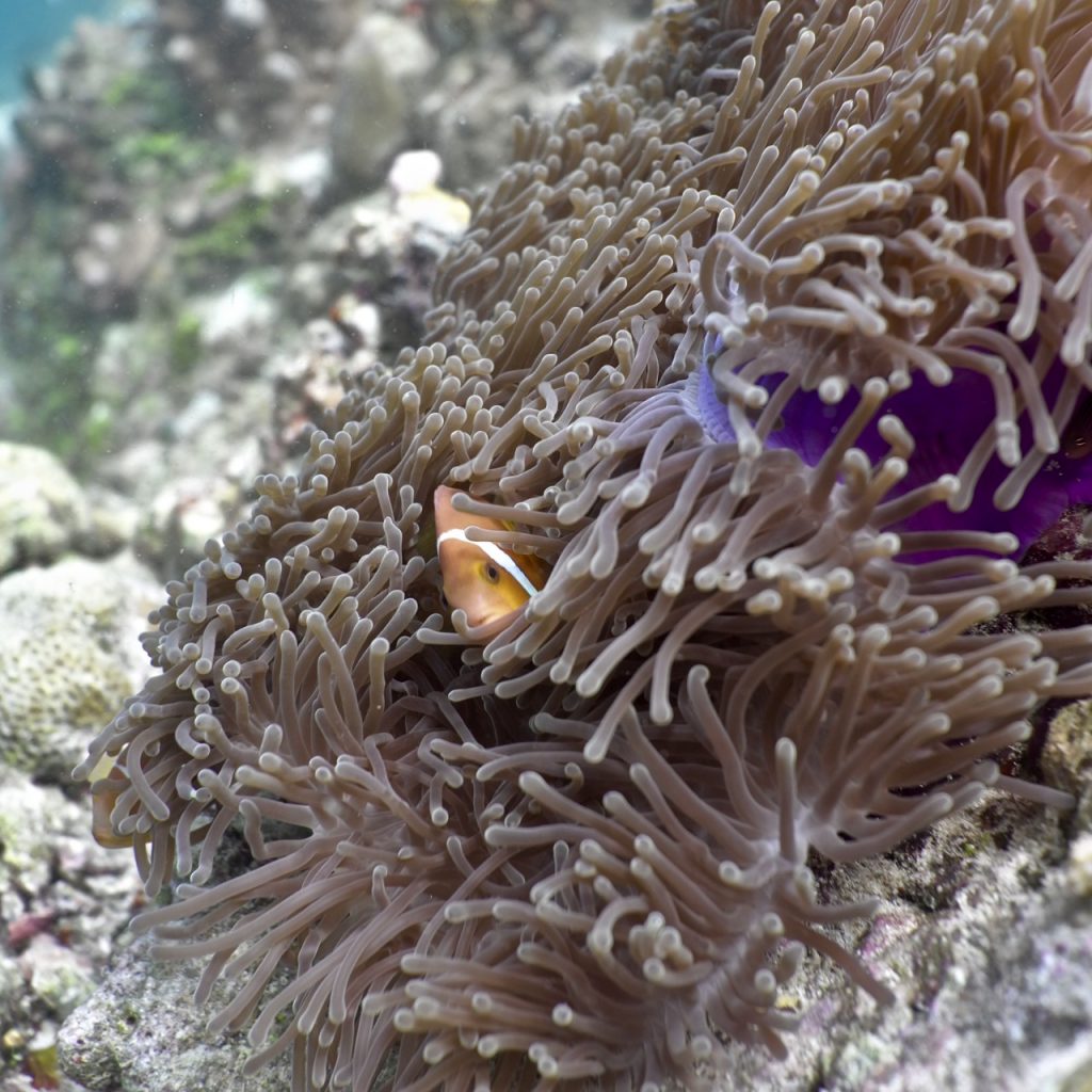 World Oceans Day: 3 Tips to protect our oceans from home – School of ...