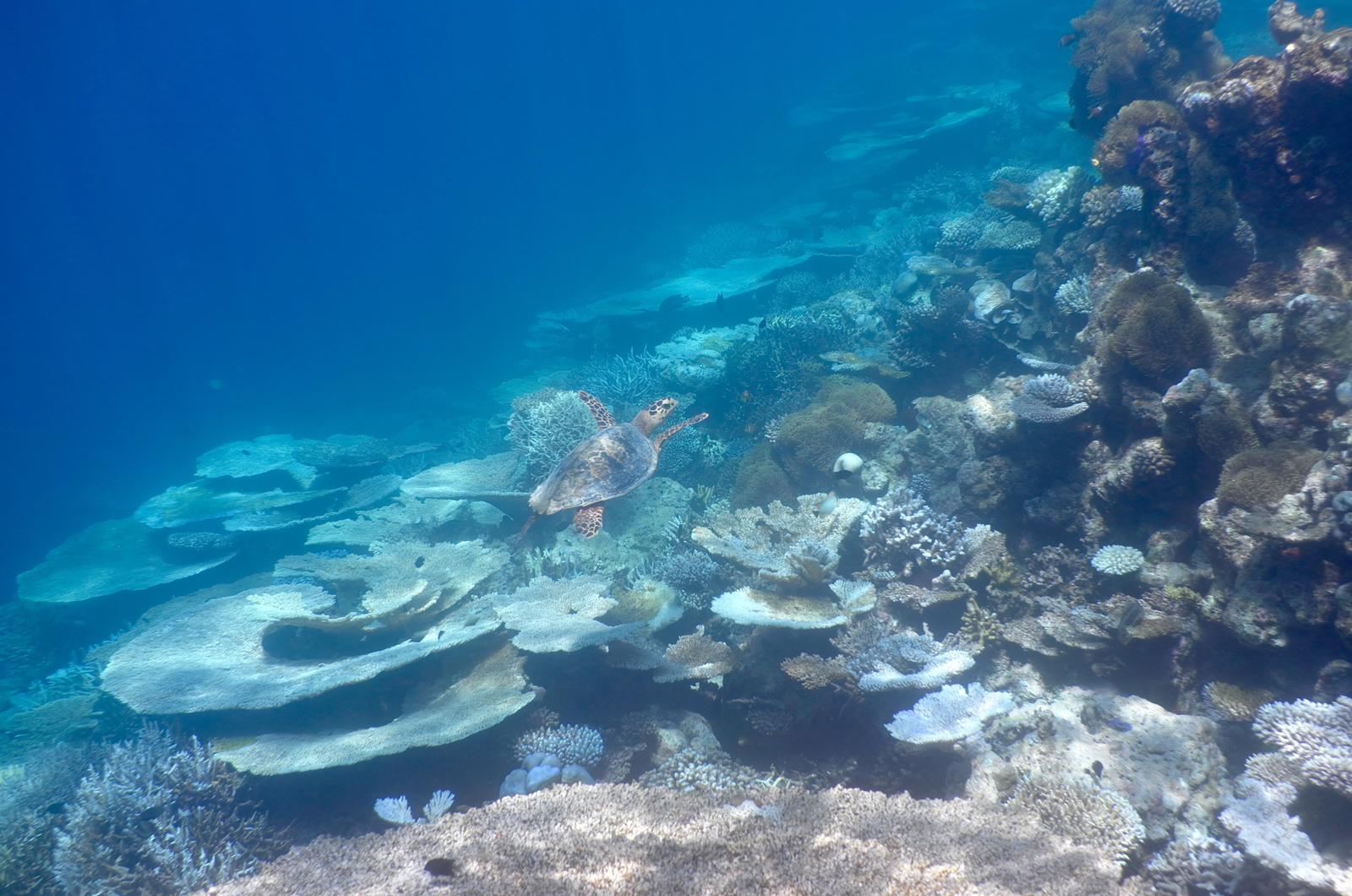 World Oceans Day: 3 Tips to protect our oceans from home – School of ...