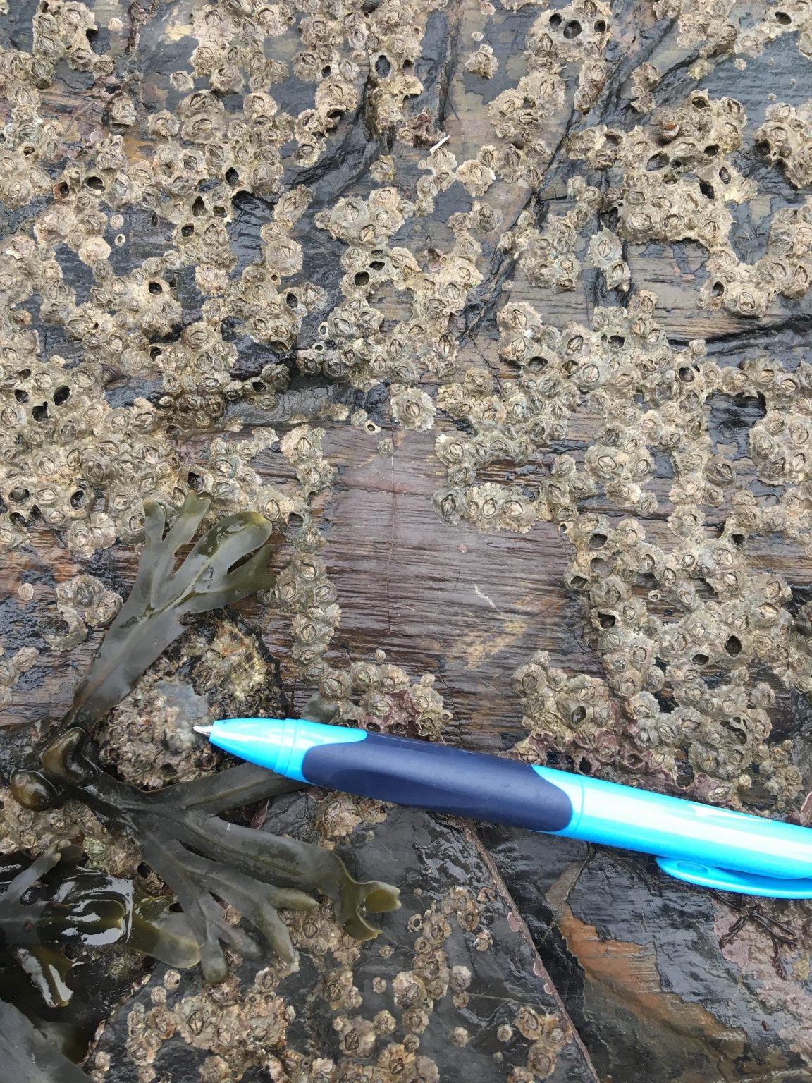 Fossil Hunting Around The City – School of GeoSciences Blog