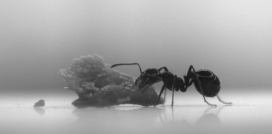 Insect Robotics Group – Building robots to understand insect behaviour