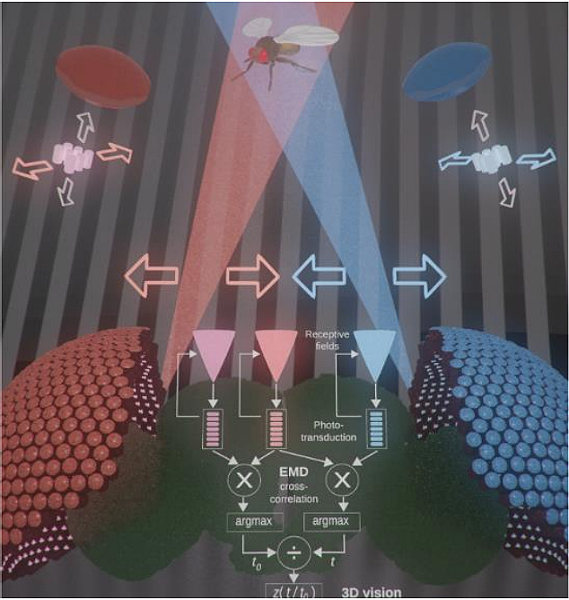 Insect Robotics Group – Building robots to understand insect behaviour