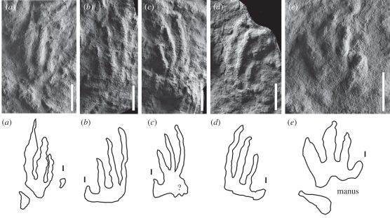 The Rise and Fall of the Dinosaurs – Institute of Genetics and Cancer