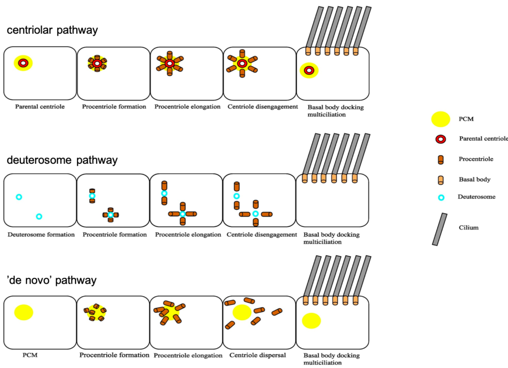 From two to many: centriole production in multiciliated cell ...
