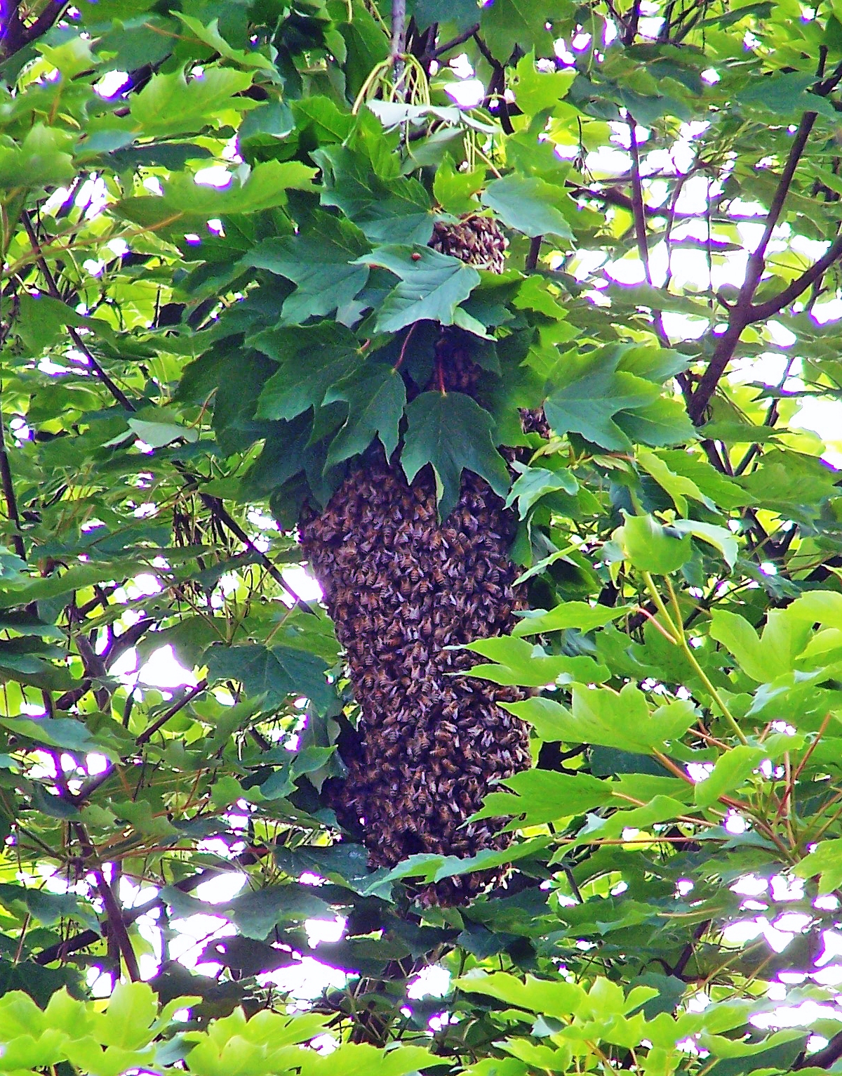 A Swarm welcome to some new ideas – ITIL Tattle