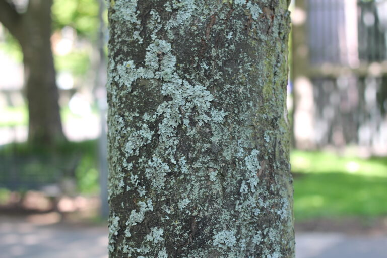 1. Middle Meadow Walk – Lichen Walk