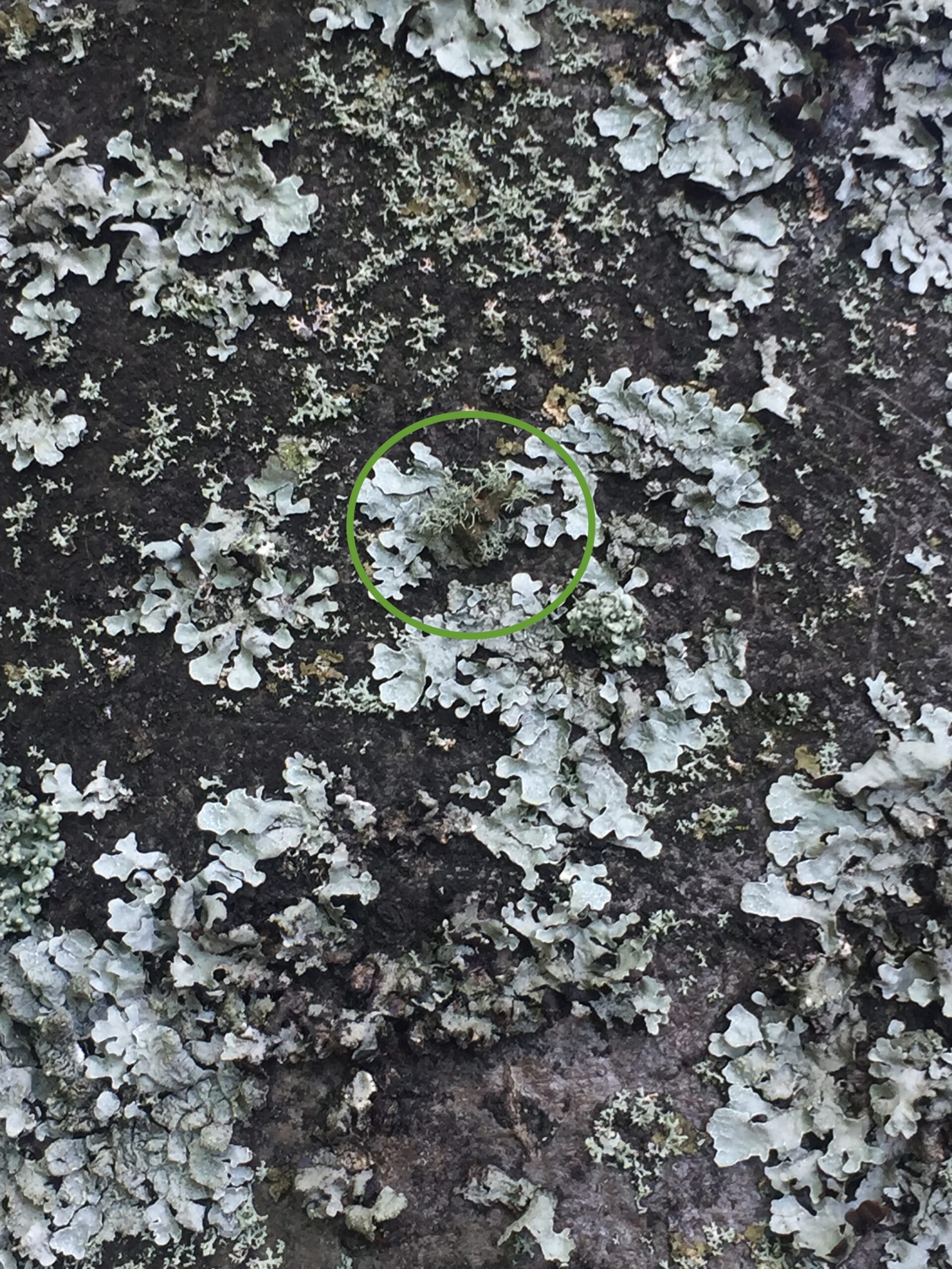 1. Middle Meadow Walk – Lichen Walk