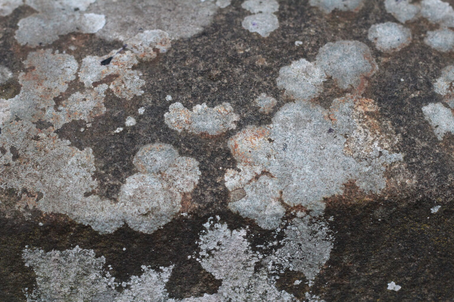 4. Leamington Walk – Lichen Walk