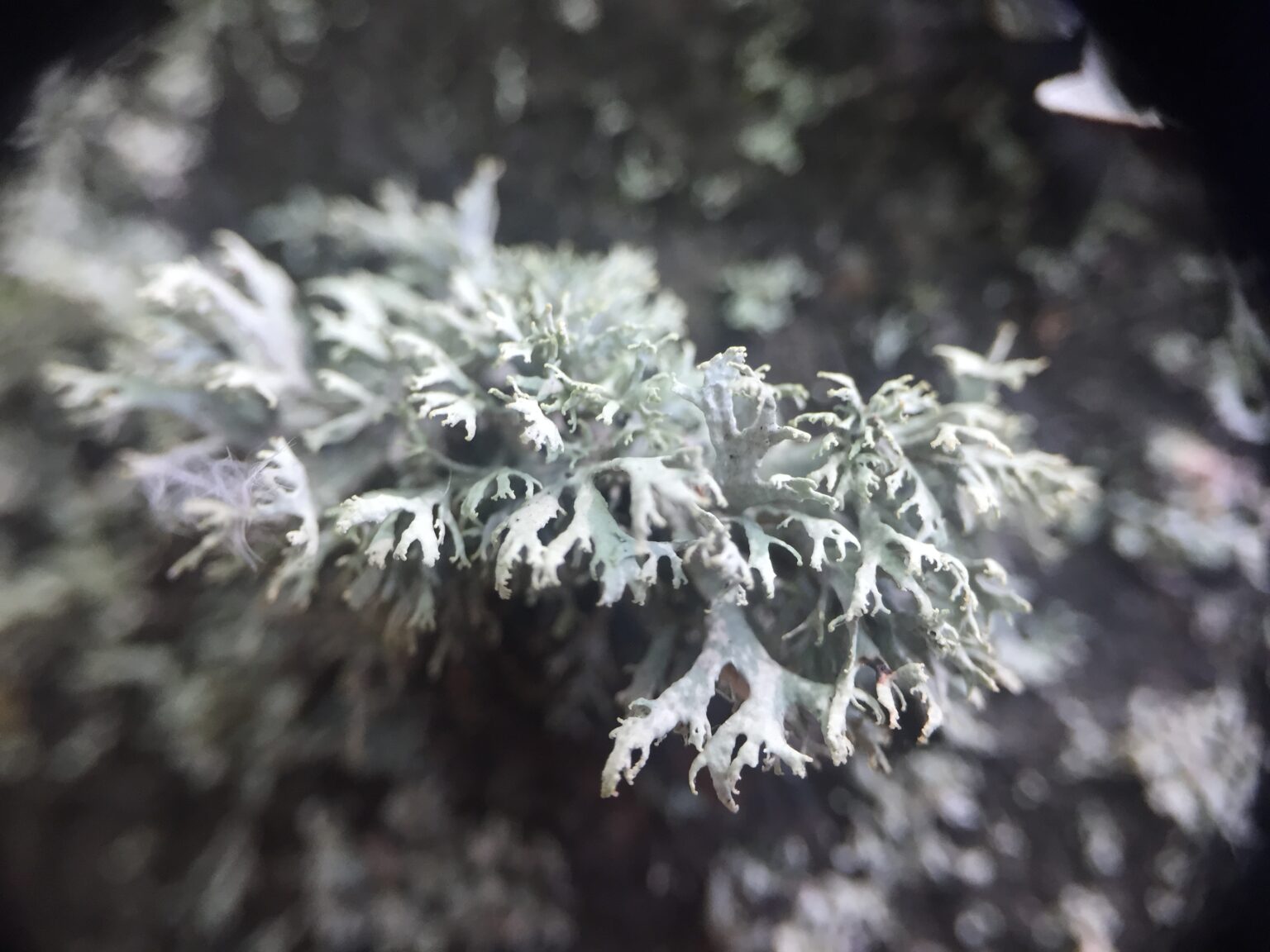 1. Middle Meadow Walk – Lichen Walk