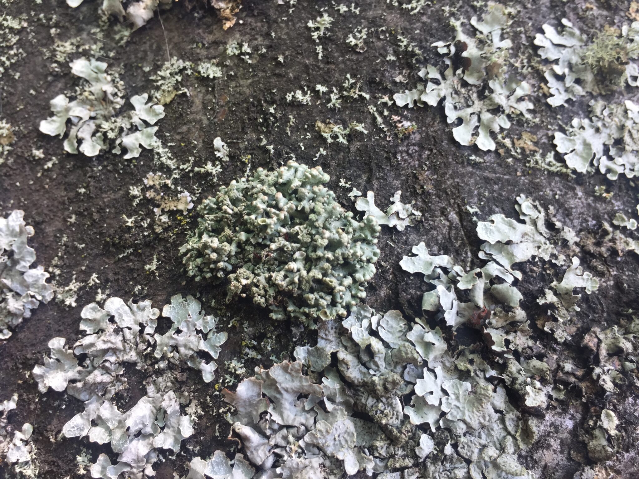 1. Middle Meadow Walk – Lichen Walk