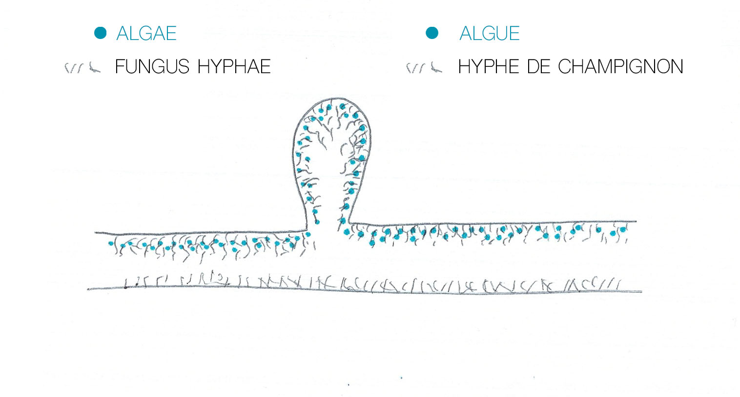 8. Murieston Park – Lichen Walk