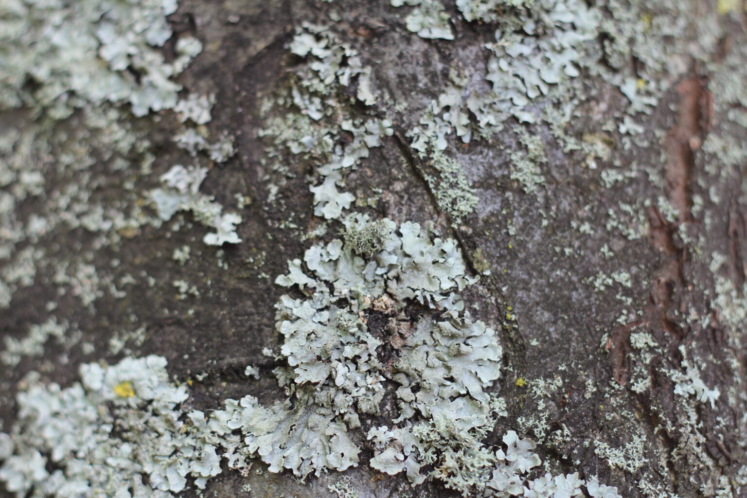 1. Middle Meadow Walk – Lichen Walk
