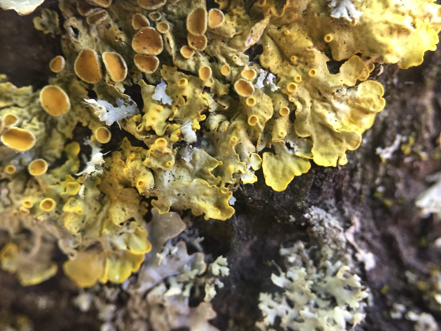 1. Middle Meadow Walk – Lichen Walk