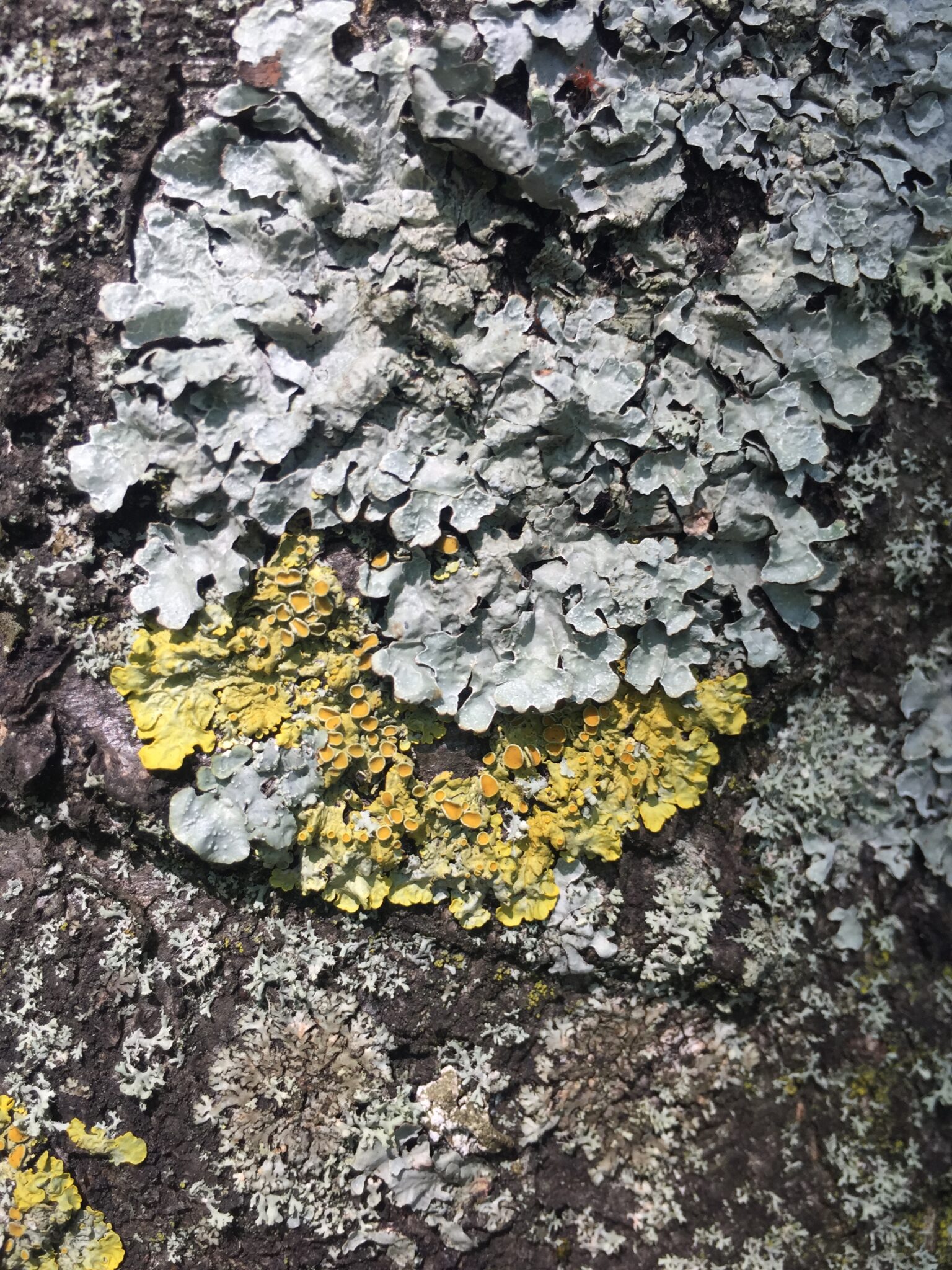 1. Middle Meadow Walk – Lichen Walk