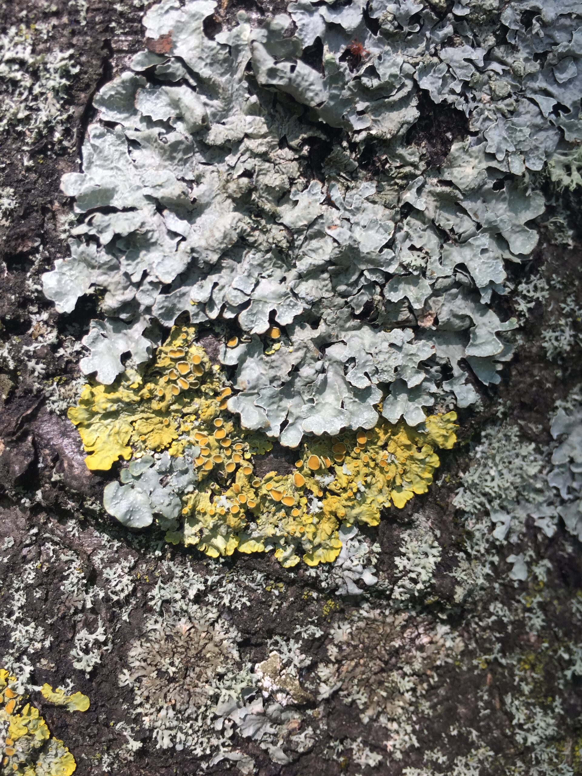 1. Middle Meadow Walk – Lichen Walk