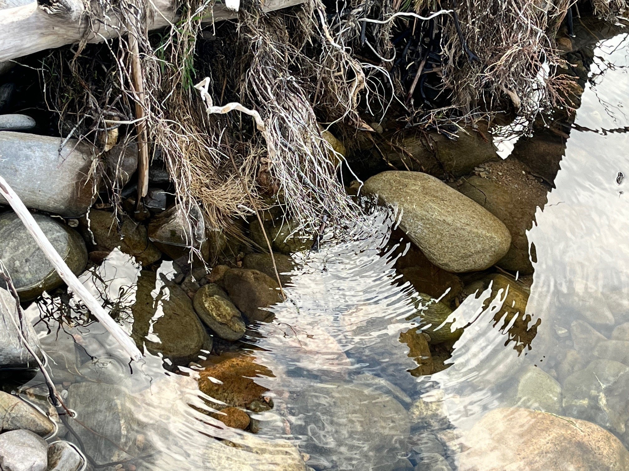 Salmon Stories by Laura Bissell – Making Routes