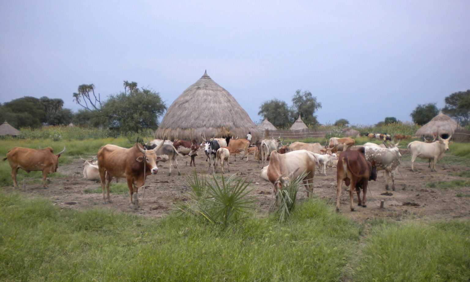 Languages – Nilotic@Edinburgh