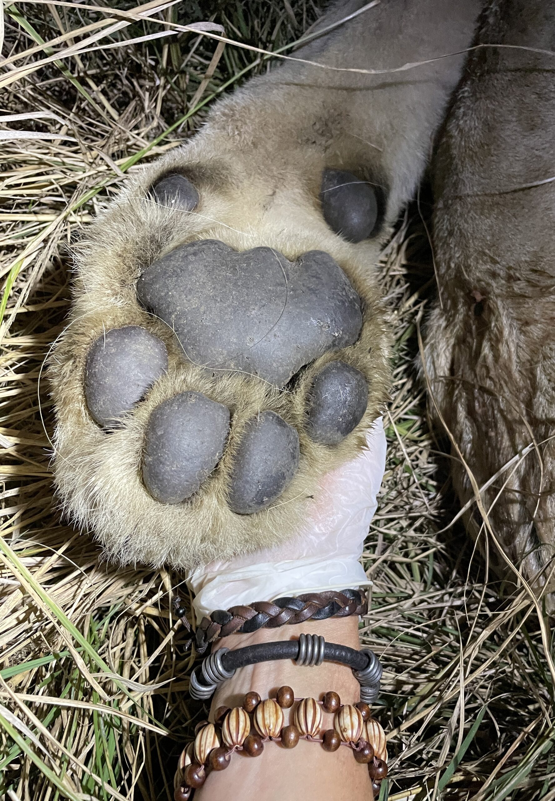 One Health and Conservation Medicine – A blog about staff and student ...