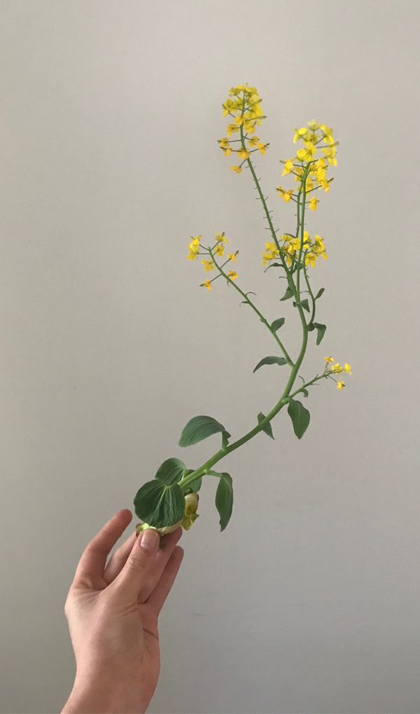 How to grow food from waste – Social Responsibility and Sustainability