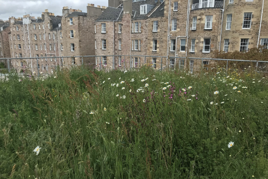Habitats in the sky: can green roofs help our urban pollinators ...