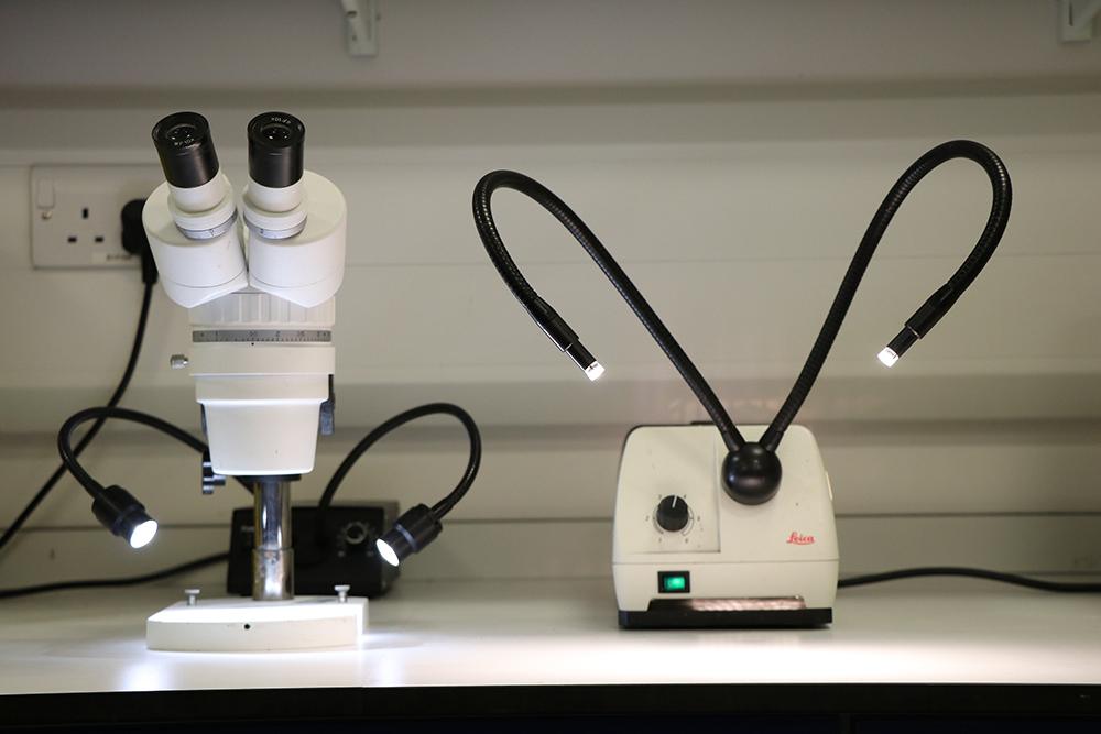 Replacing halogen dissecting lamps with LEDs at the Hugh Robson ...