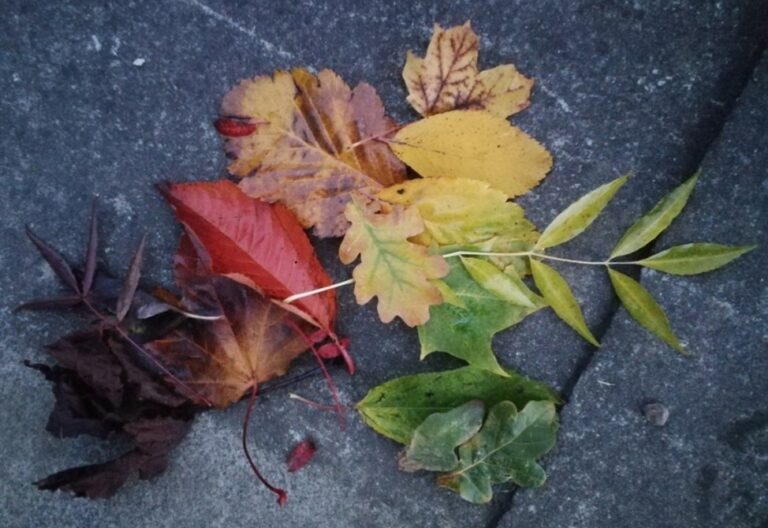 National Tree Week – 25th November to 3rd December – ECRF – Sustainable ...