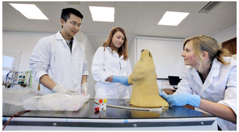 Welcome to Stories from Vet School! – Stories from Vet School