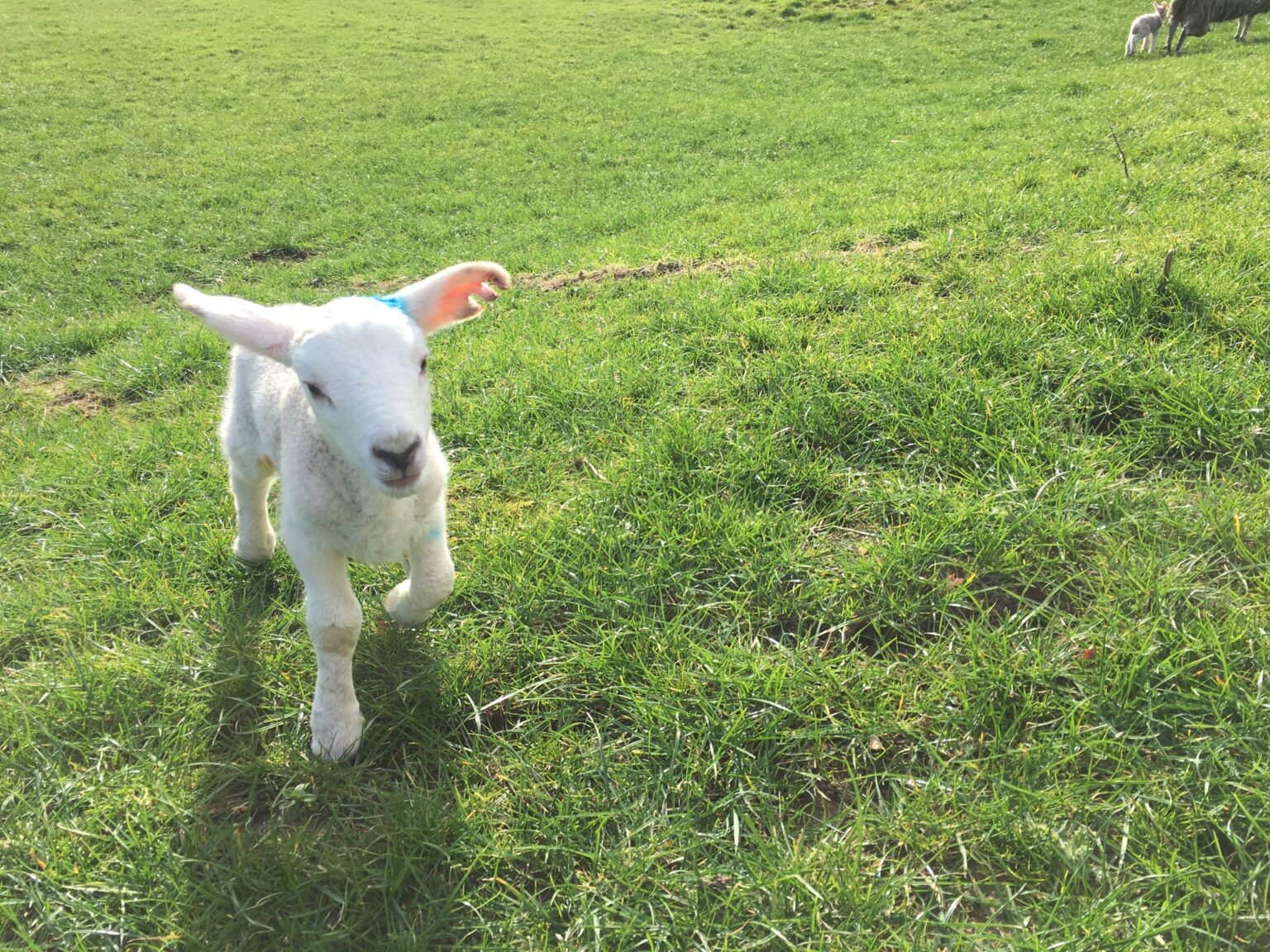 Shearing My Lambing Experience With Ewe – Stories from Vet School