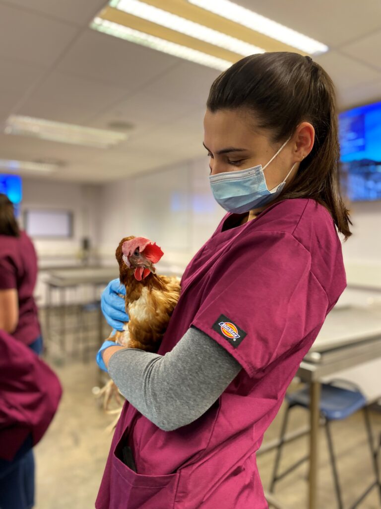 Things I Struggle with as a Vet Student (& Tips to Overcome Them ...